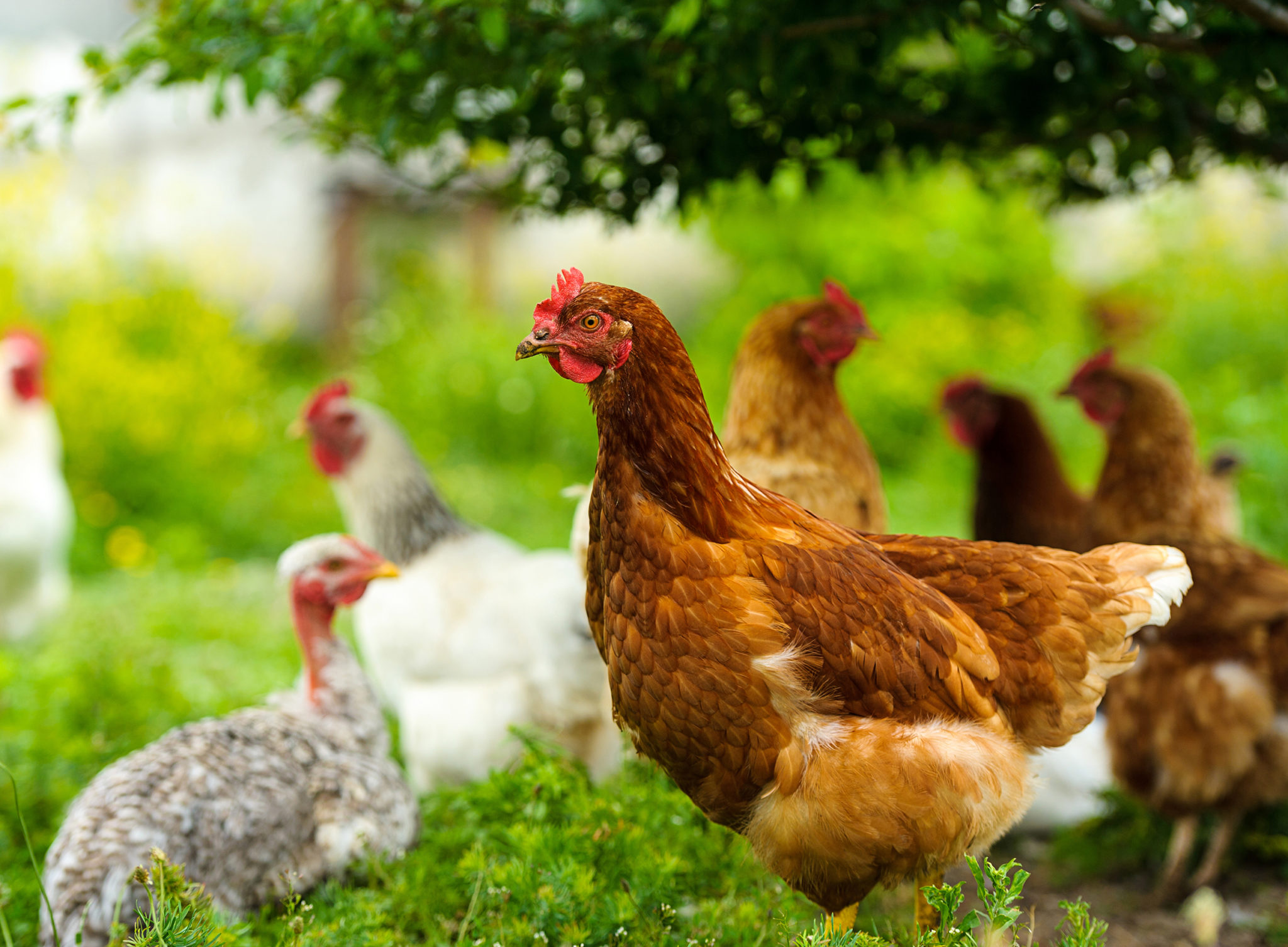 Poules & basse-cour – Jardinerie Briat