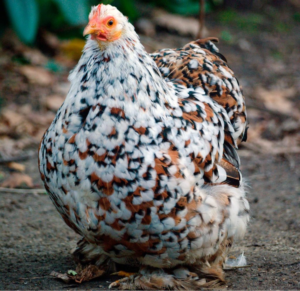 Poules & basse-cour – Jardinerie Briat