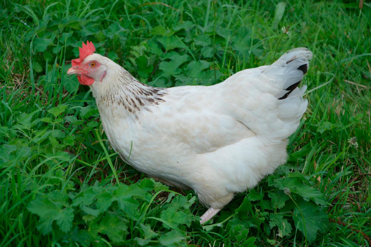 Poules & basse-cour – Jardinerie Briat